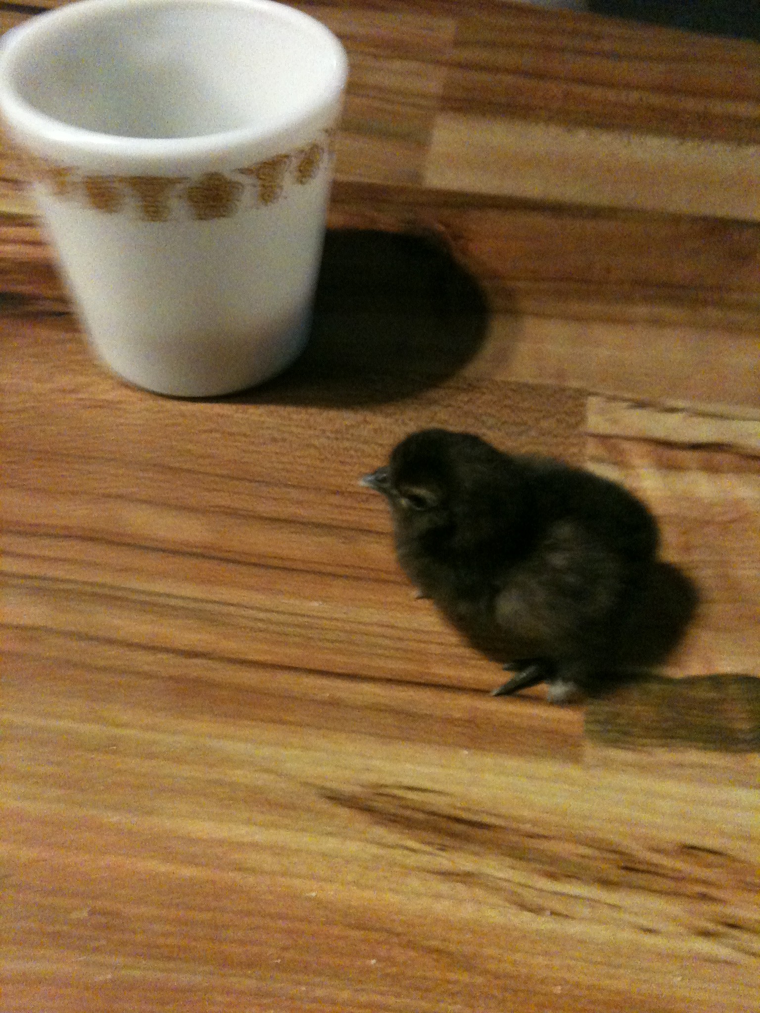 Pictures of my family of chickens | My Chicken Tales